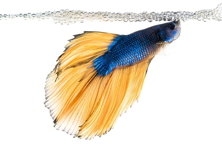 Mustard Gas Betta Fish: Care Guide, Pictures, Varieties & Lifespan ...