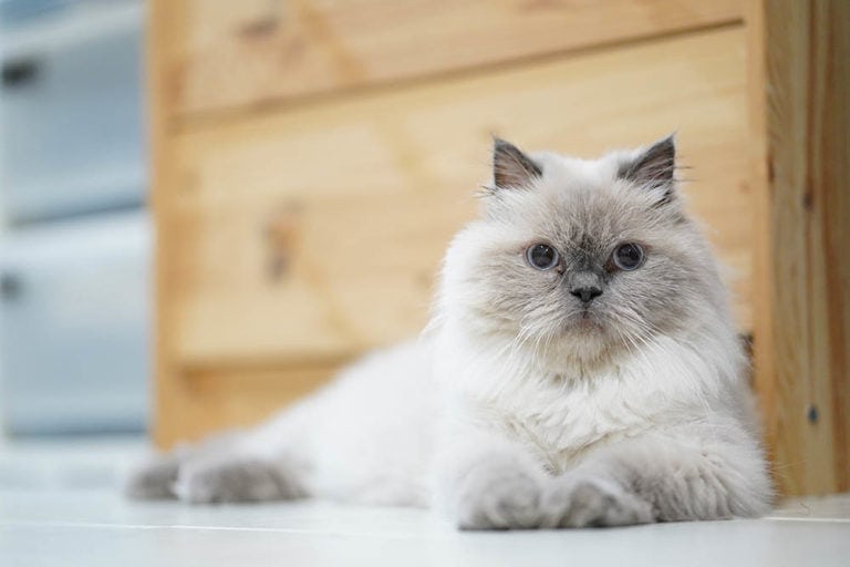 12 Meanest & Most Aggressive Cat Breeds: Info, Pictures, & Training ...