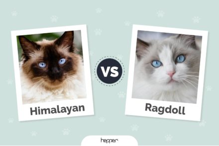 Himalayan vs. Ragdoll Cat: Main Differences (With Pictures) | Hepper ...