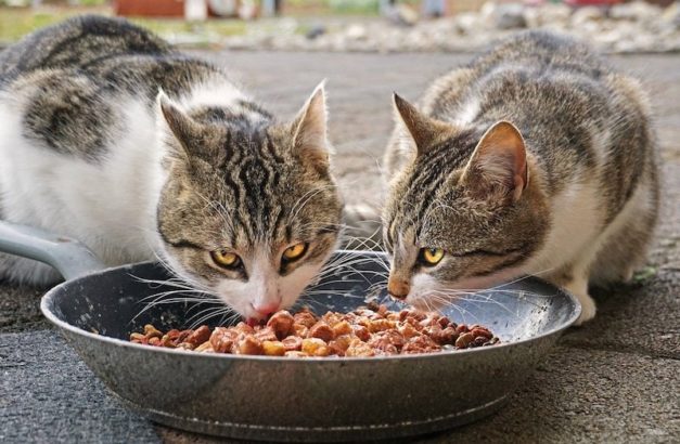Can You Mix Wet & Dry Cat Food? 4 Vet-Verified Do’s & Dont’s for Mixing ...