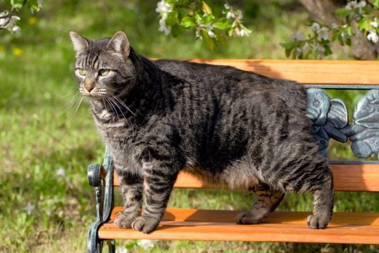 15 Cool Cat Breeds: Unique & Beautiful Cats (With Info & Pictures ...