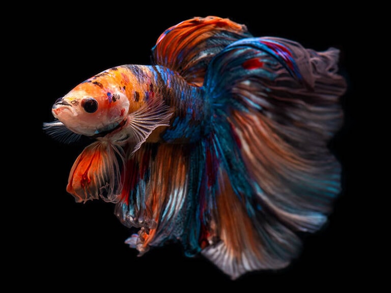 Giant Betta Fish: Care Guide, Pictures, Varieties & Lifespan | Hepper ...