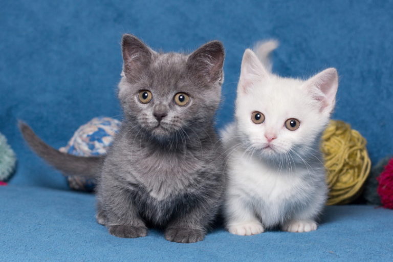 How Much Does a Munchkin Cat Cost? 2026 Price Guide | Hepper Pet Resources