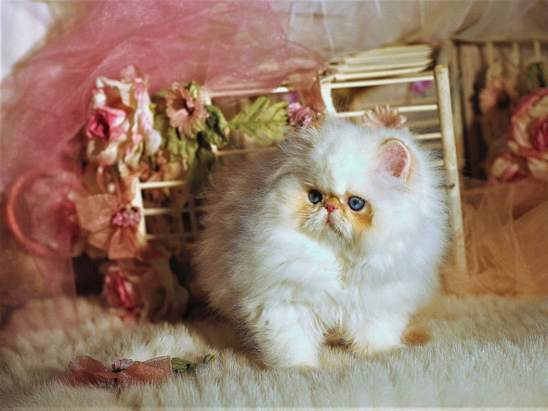 Minuet (Napoleon) Cat: Pictures, Vet Approved Care Guide, Temperament ...