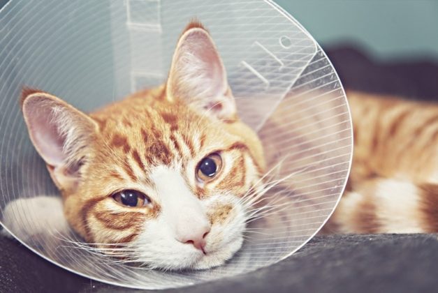 When to Neuter a Cat? Vet-Reviewed Facts & FAQ | Hepper Pet Resources