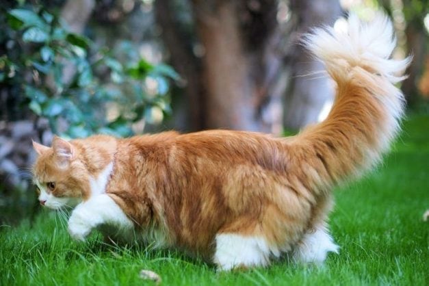 130+ Fluffy and Long-Haired Cat Names: Our Top Picks for Your Silky ...
