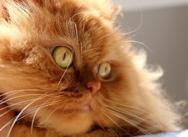 Why Is My Cat’s Nose Dry? 6 Vet-Reviewed Reasons | Hepper Pet Resources