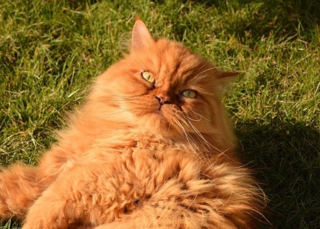 What Kind of Cat Is Crookshanks From Harry Potter? Famous Cats ...