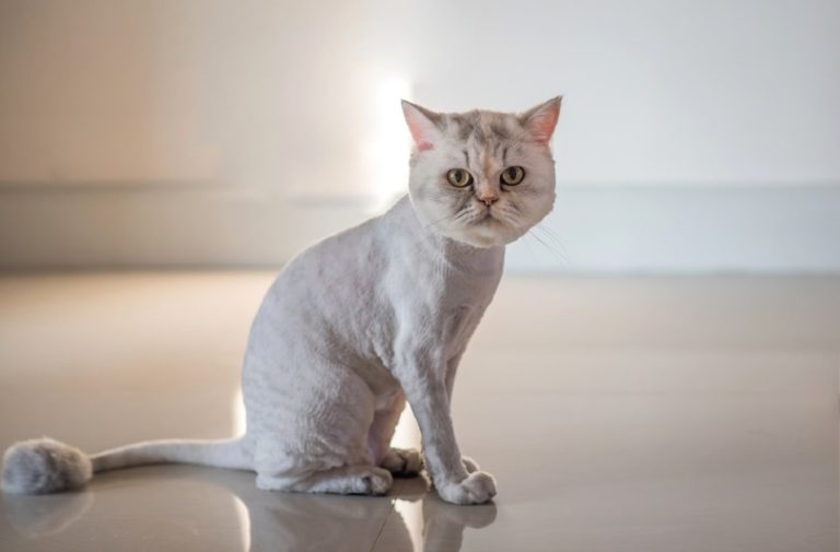 How to Shave a Cat In 12 Easy Steps with Tool List & Tips! | Hepper Pet ...