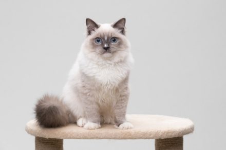 How Much Does a Ragdoll Cat Cost? 2026 Price Guide | Hepper Pet Resources
