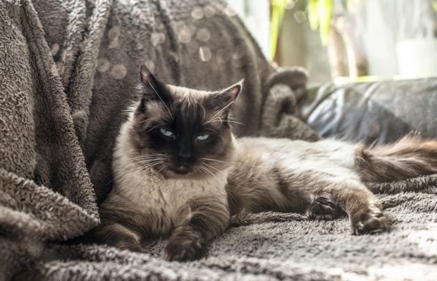 How Much Does a Ragdoll Cat Cost? 2025 Price Guide | Hepper Pet Resources