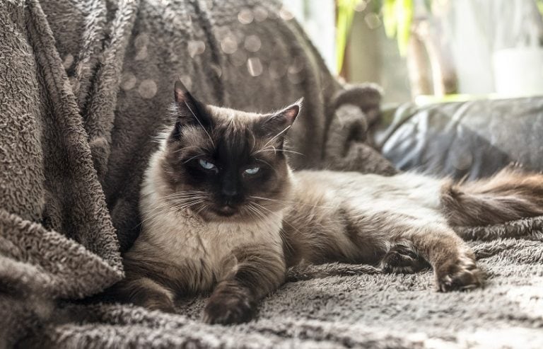 How Much Does a Ragdoll Cat Cost? 2026 Price Guide | Hepper Pet Resources