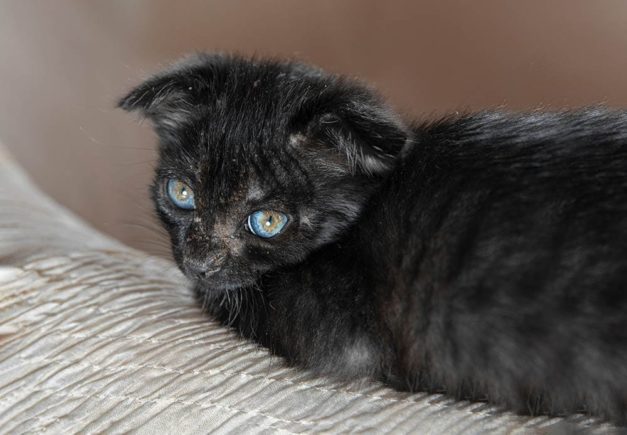 How Cats Get Ringworm: Vet-Approved Causes, Symptoms & Prevention ...