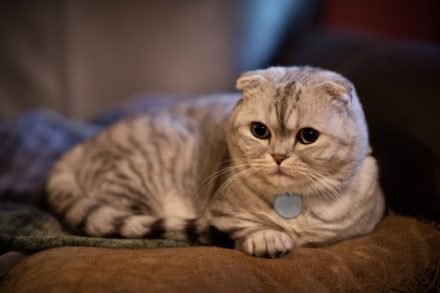 11 British Cat Breeds (With Info & Pictures) | Hepper Pet Resources
