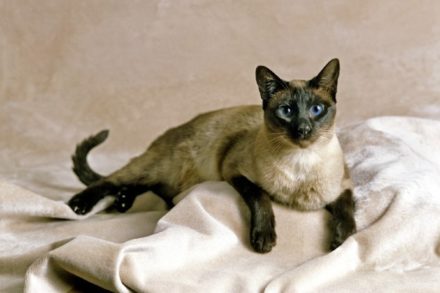 33 Siamese Cat Colors (With Color Chart) | Hepper Pet Resources