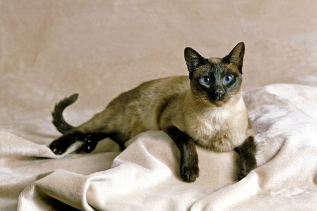 33 Siamese Cat Colors (With Color Chart) | Hepper Pet Resources