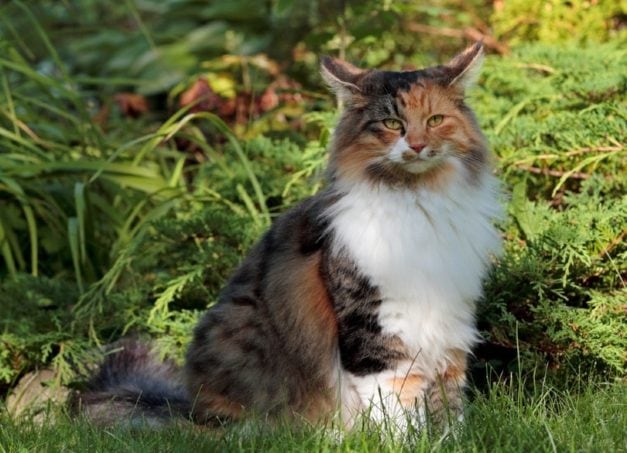 Tortoiseshell Cat: Info, Pictures, Characteristics & Facts | Hepper Pet ...
