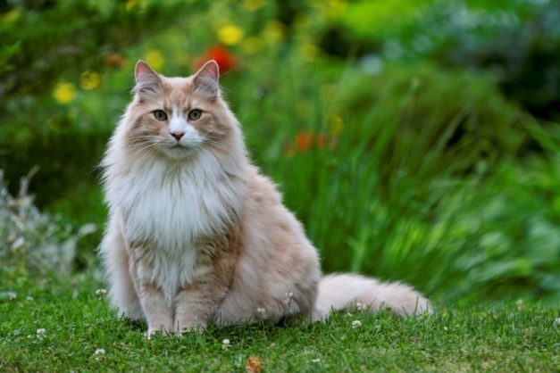 How Much Does A Norwegian Forest Cat Cost? 2026 Price Guide | Hepper ...