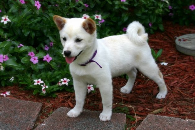 Do Shiba Inus Get Along With Cats? Breed Temperament Exposed | Hepper ...