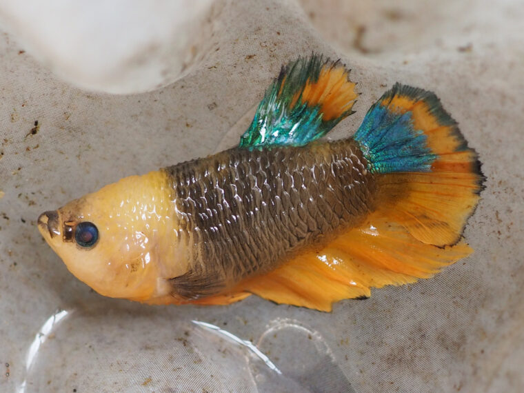 Betta Fish Fin Rot: Vet-Approved Causes, Signs, Treatment & Prevention ...