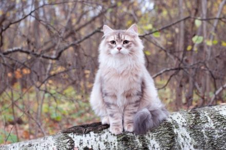 15 Cool Cat Breeds: Unique & Beautiful Cats (With Info & Pictures ...