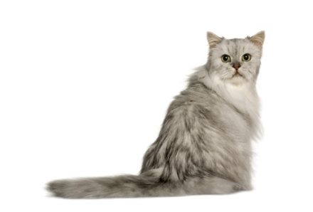 15 Grey Cat Breeds (With Info & Pictures) | Hepper Pet Resources