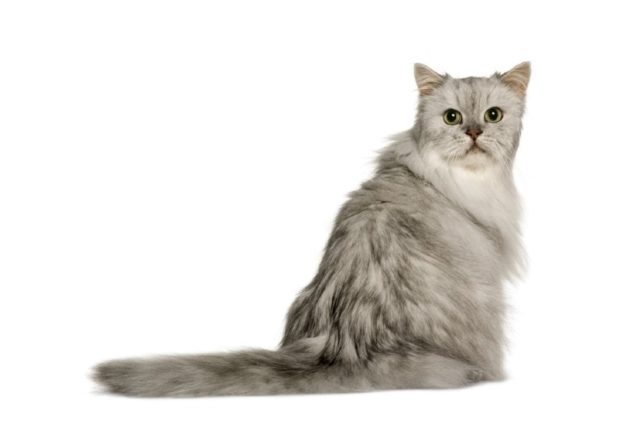 15 Grey Cat Breeds (With Info & Pictures) | Hepper Pet Resources
