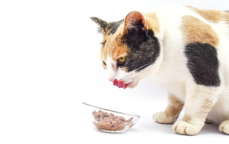 Why Do Cats Yowl? 12 Vet-Reviewed Reasons for This Behavior | Hepper ...