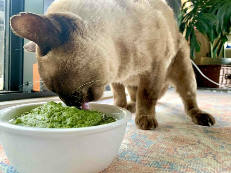 10 Vet-Approved Homemade Cat Food Recipes (Easy & Tasty) | Hepper Pet ...