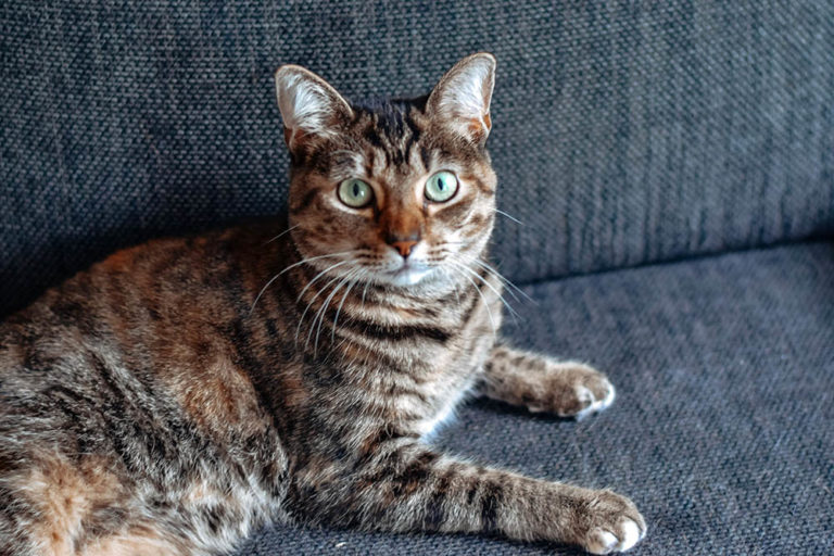 8 Domestic Shorthair Cat Colors (With Pictures) | Hepper Pet Resources