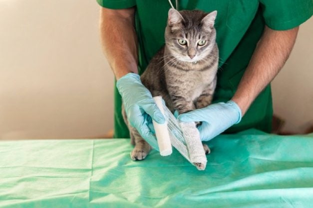 5 Home Remedies to Stop a Cat from Licking a Wound (Vet Approved ...