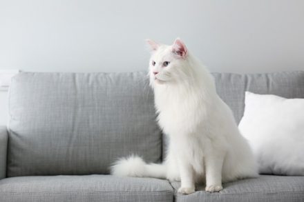 10 White Cat Breeds: Info, Pictures, Characteristics & More | Hepper ...