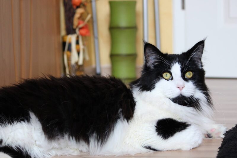 How Much Does A Maine Coon Cat Cost? 2026 Price Guide | Hepper Pet ...
