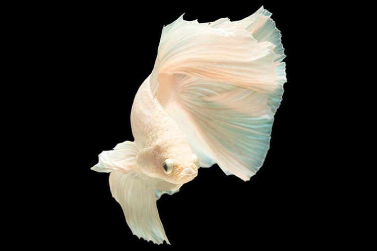 White Opal Betta Fish: Care Guide, Pictures, Varieties, & Lifespan ...