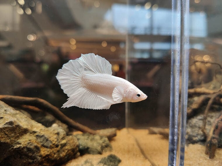 White Opal Betta Fish: Care Guide, Pictures, Varieties, & Lifespan ...