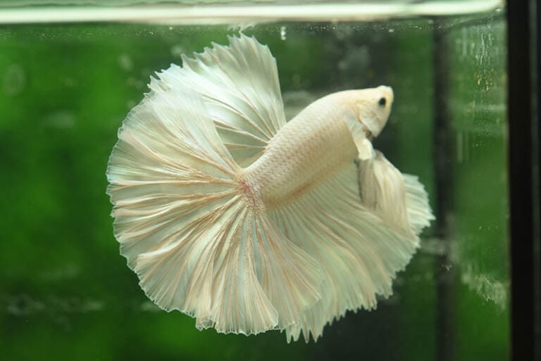 White Opal Betta Fish: Care Guide, Pictures, Varieties, & Lifespan ...