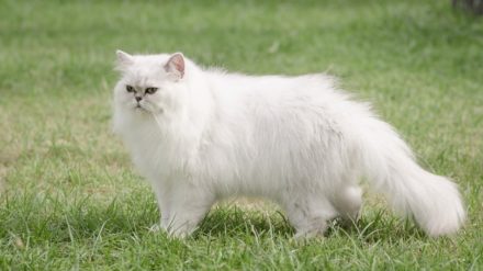 61 Types of Persian Cat Colors (With Info & Pictures) | Hepper Pet ...