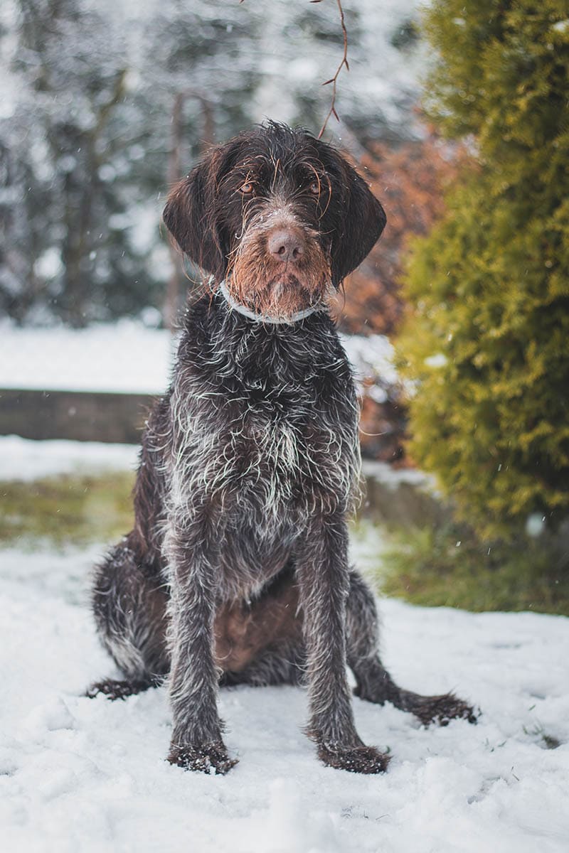 How Much Does a Wirehaired Pointing Griffon Cost? 2026 Price Guide ...