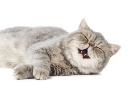 7 Health Benefits of a Cat's Purr: Vet-Reviewed Facts & FAQ | Hepper ...