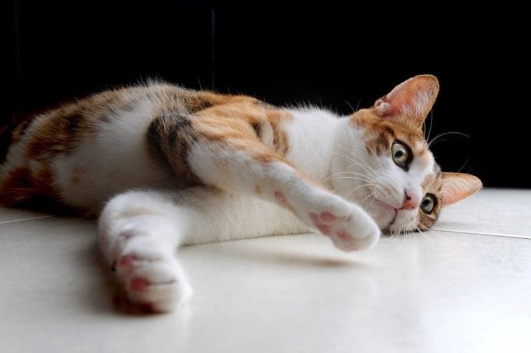 Why Is Your Cat Is Slapping or Swatting at You? 15 Possible Reasons ...