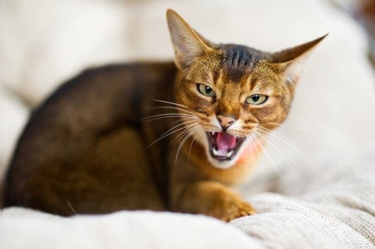 How to Tell if a Cat Is Sick: 10 Vet-Reviewed Signs to Watch For ...