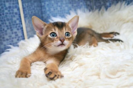 When Do Kittens Open Their Eyes? Vet-Verified Feline Facts & FAQ ...