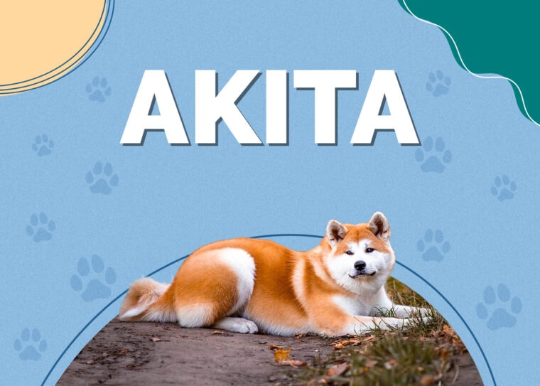 Akita Dog Breed Info: Pictures, Characteristics & Facts | Hepper Pet ...