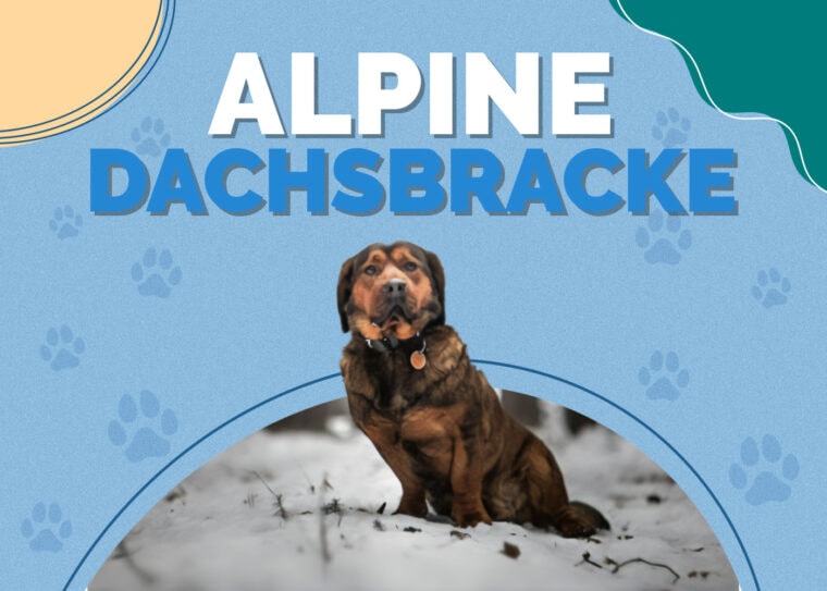 Alpine Dachsbracke Dog Breed: Info, Pictures, Personality & Facts ...