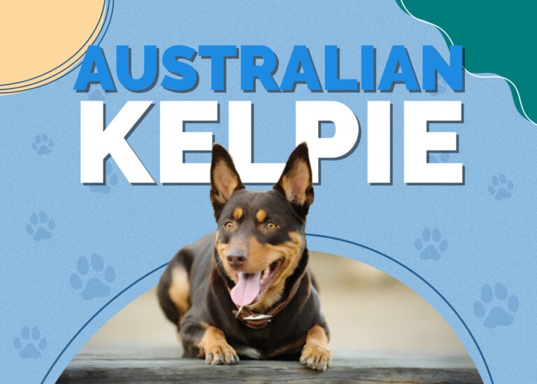 11 Australian Dog Breeds (With Info & Pictures) | Hepper Pet Resources