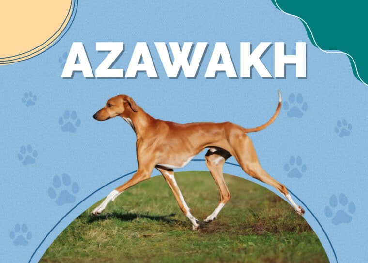 Azawakh Dog Breed Info: Pictures, Characteristics & Facts | Hepper Pet ...