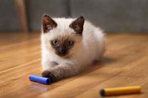 Balinese Cat: Info, Pictures, Characteristics & Facts | Hepper Pet ...