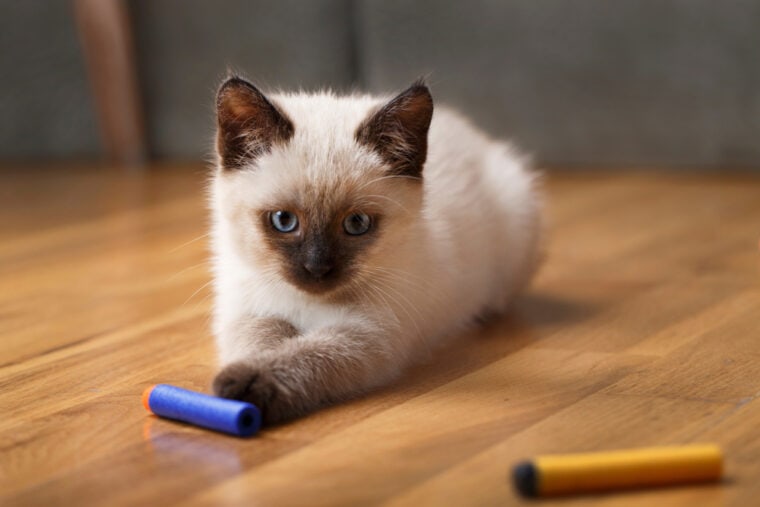 145 Cat Names That Start With L: Our Top Picks for Your Little ...