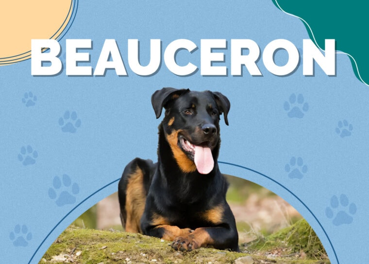 Beauceron: Pictures, Care Guide, Temperament & Traits | Hepper Pet ...