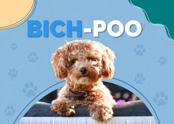 Poo-Shi (Poodle & Shiba Inu Mix): Info, Pictures, Traits, Facts ...